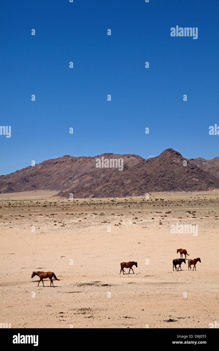 Namib desert horse hi-res stock photography and images - Alamy