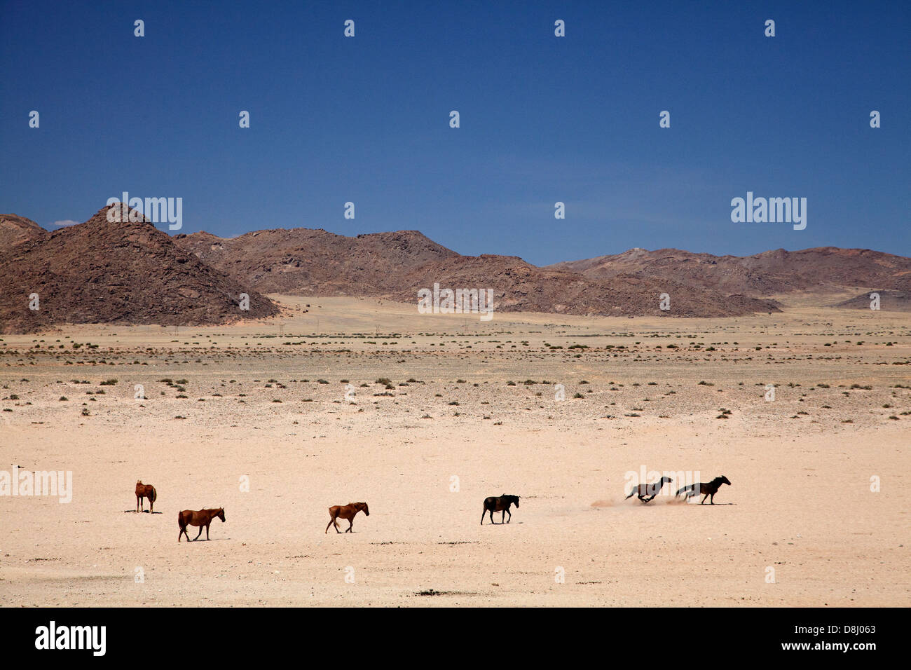 Namib desert horses hi-res stock photography and images - Alamy