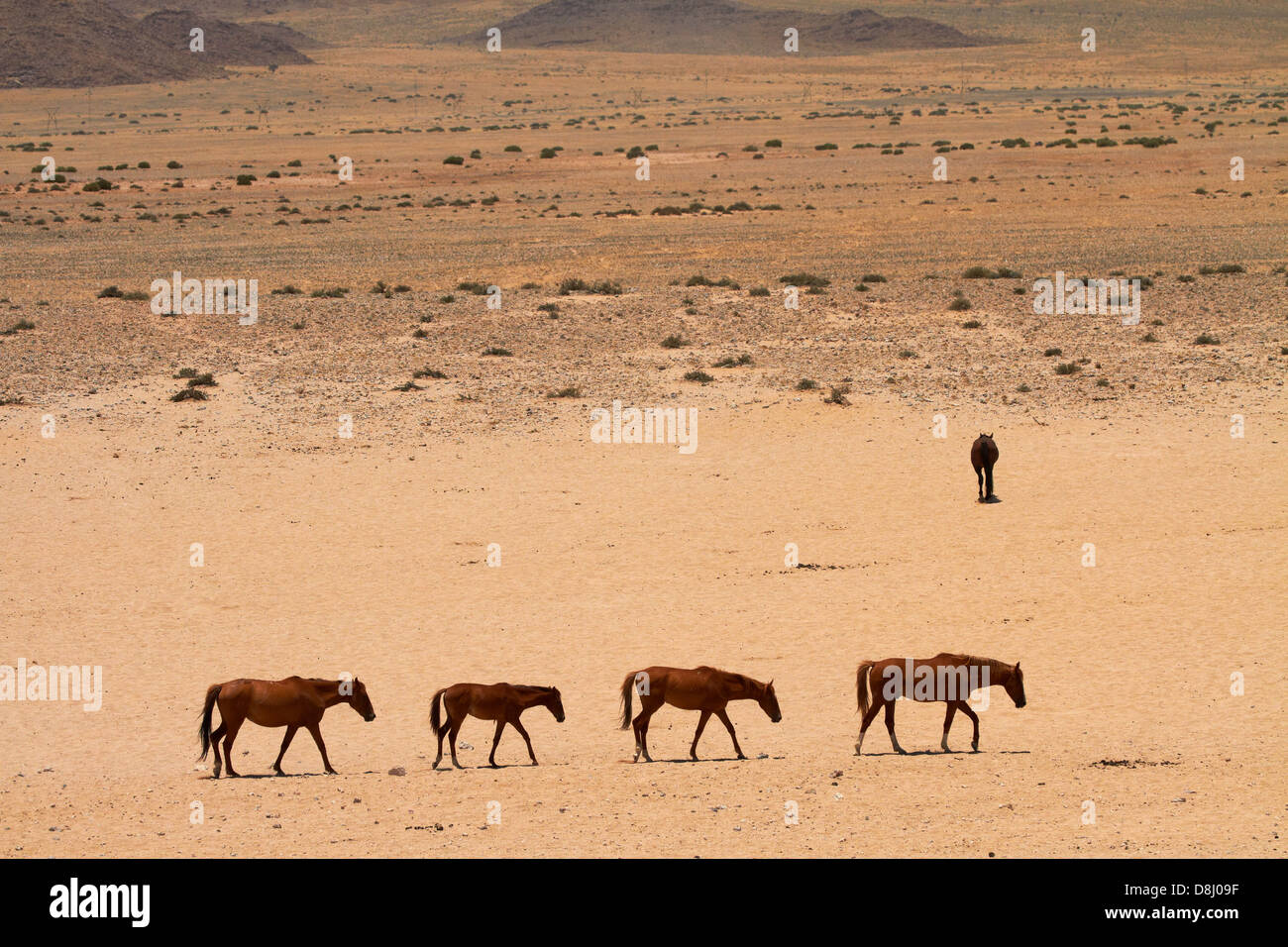 Wild horses, Garub, Namib-Naukluft National Park, near Aus, Southern ...