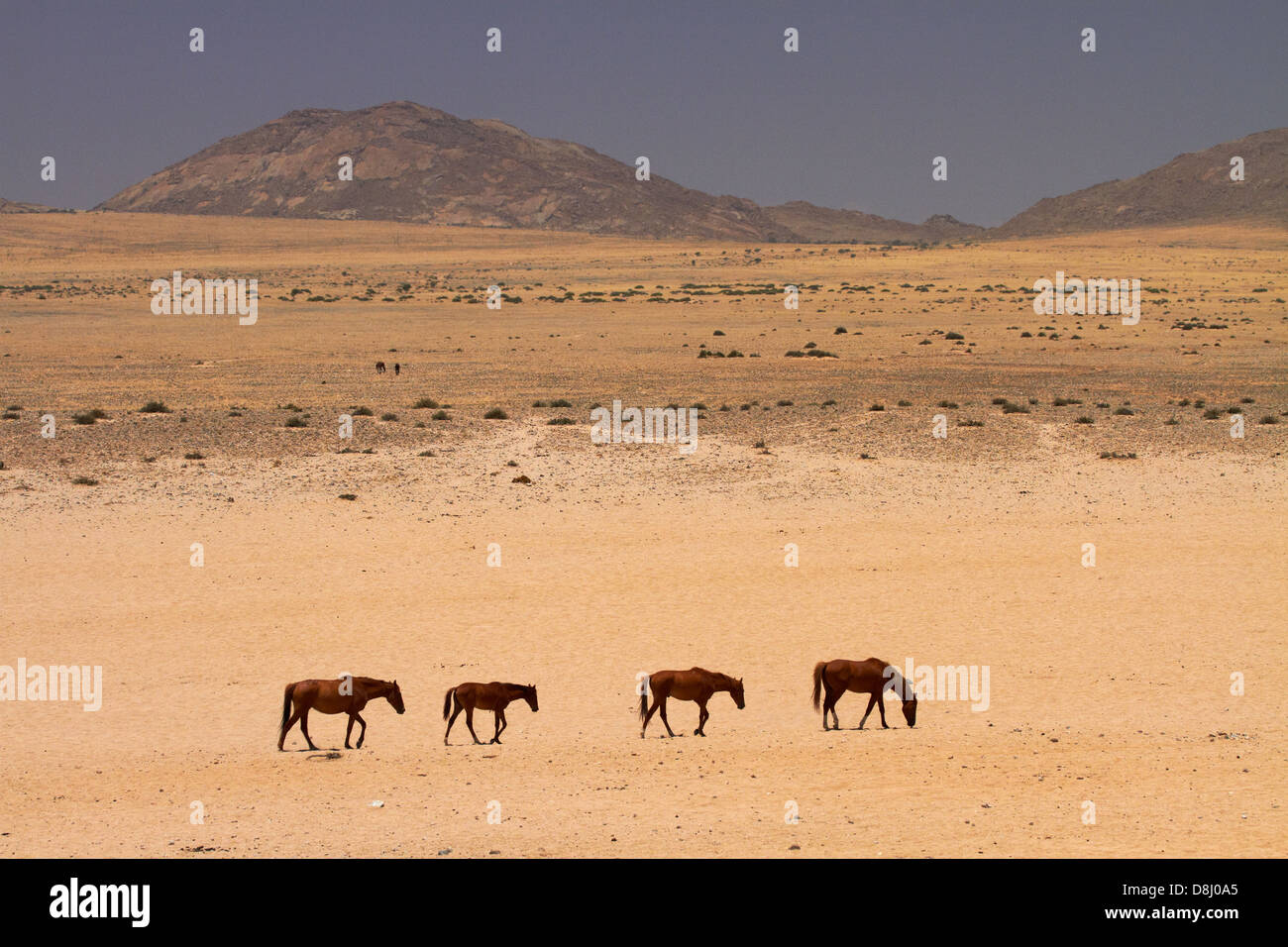 Wild horses, Garub, Namib-Naukluft National Park, near Aus, Southern ...