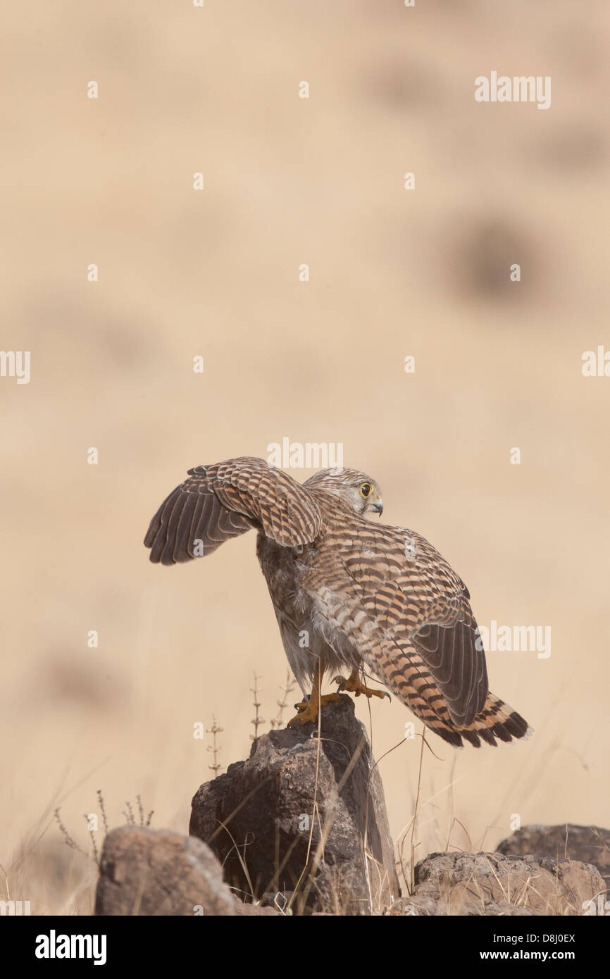 Small Falcon High Resolution Stock Photography and Images - Alamy