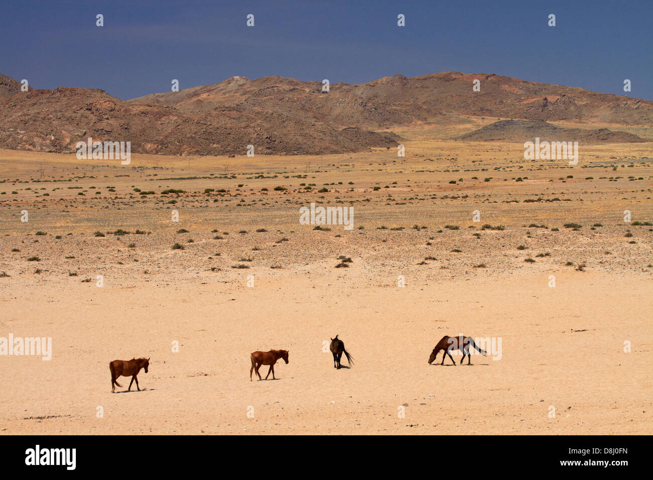 Wild Horses, Garub, Namib-Naukluft National Park, near Aus, Southern ...