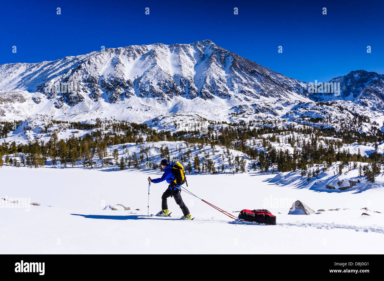Backcountry skier under Mount Morgan, John Muir Wilderness, Sierra ...
