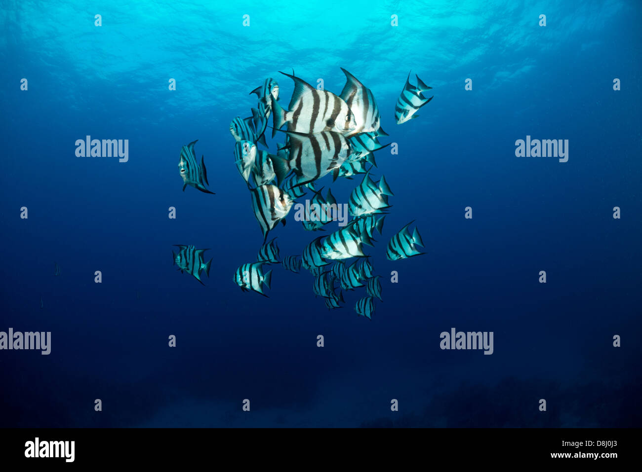 Atlantic spadefish mating Stock Photo - Alamy