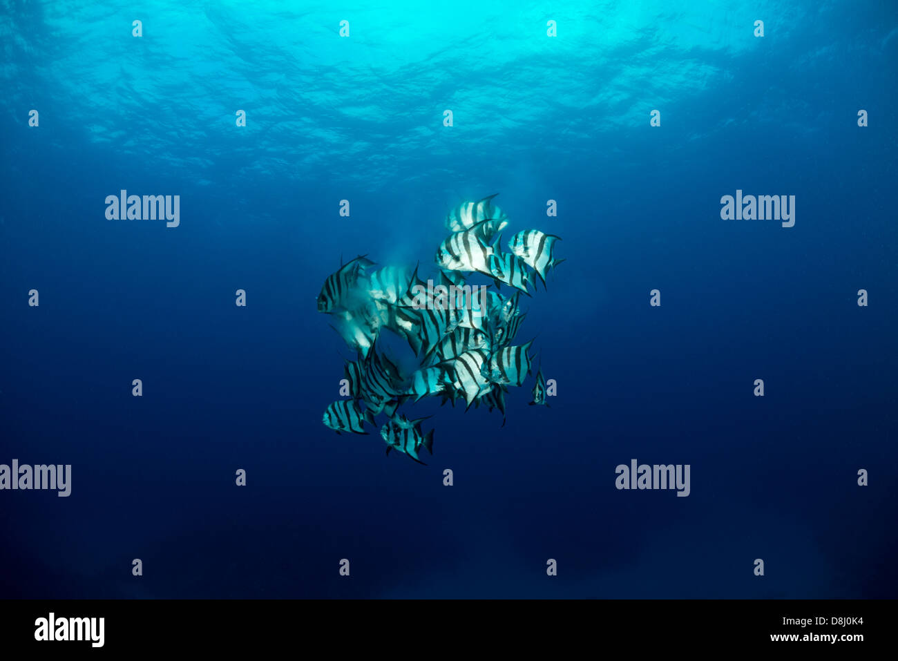 Atlantic spadefish mating Stock Photo - Alamy