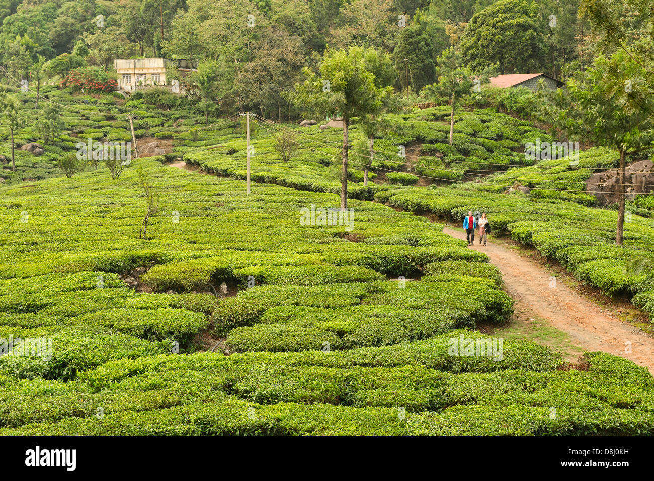 The beautiful tea plantations of Munnar, a hill station in Kerala ...