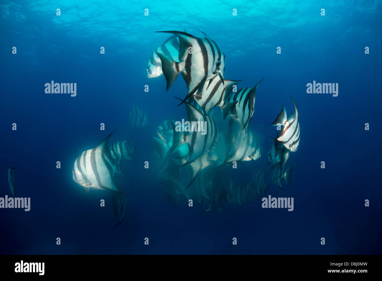 Mating fish hi-res stock photography and images - Alamy