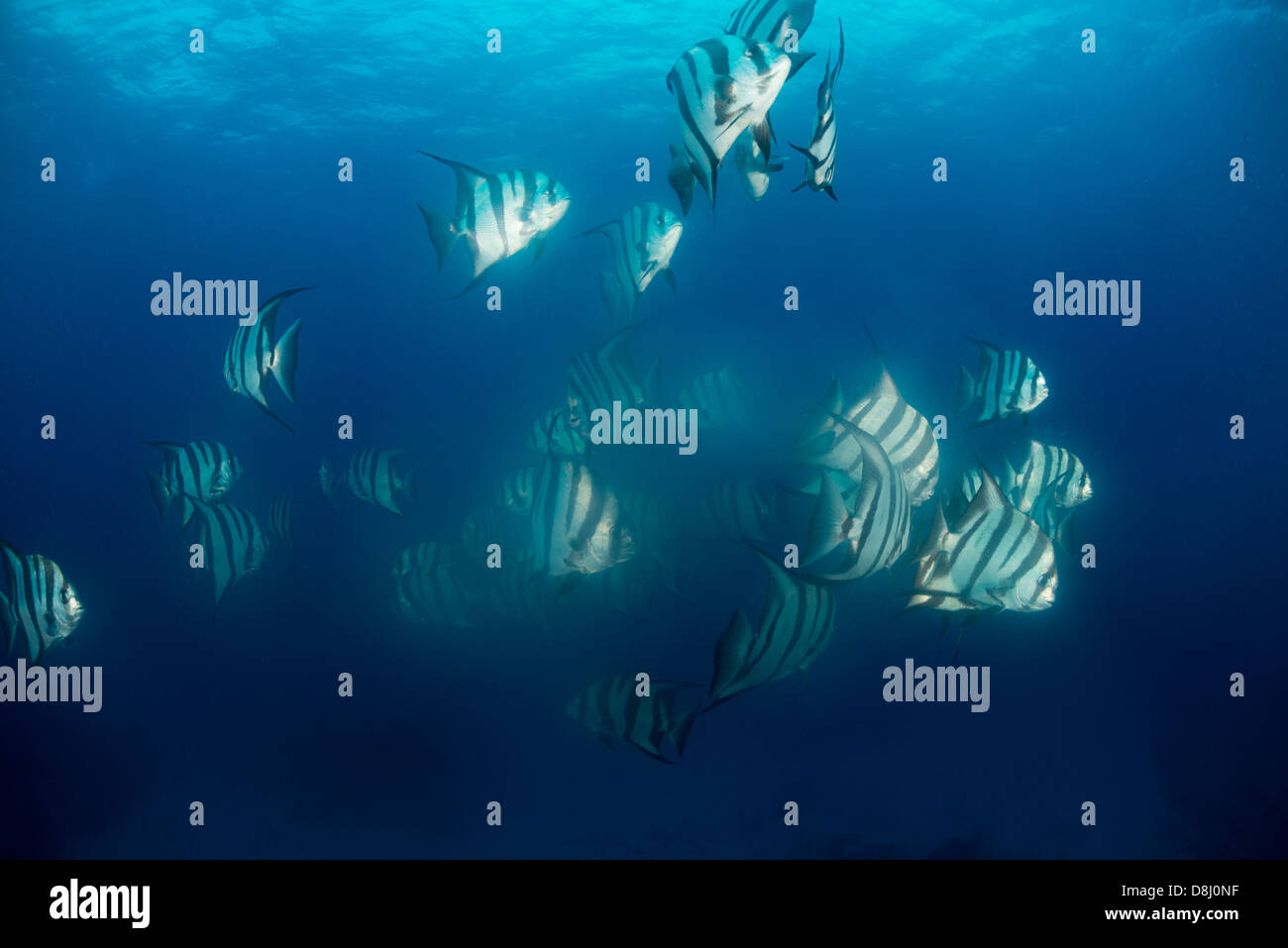 Mating fish hi-res stock photography and images - Alamy