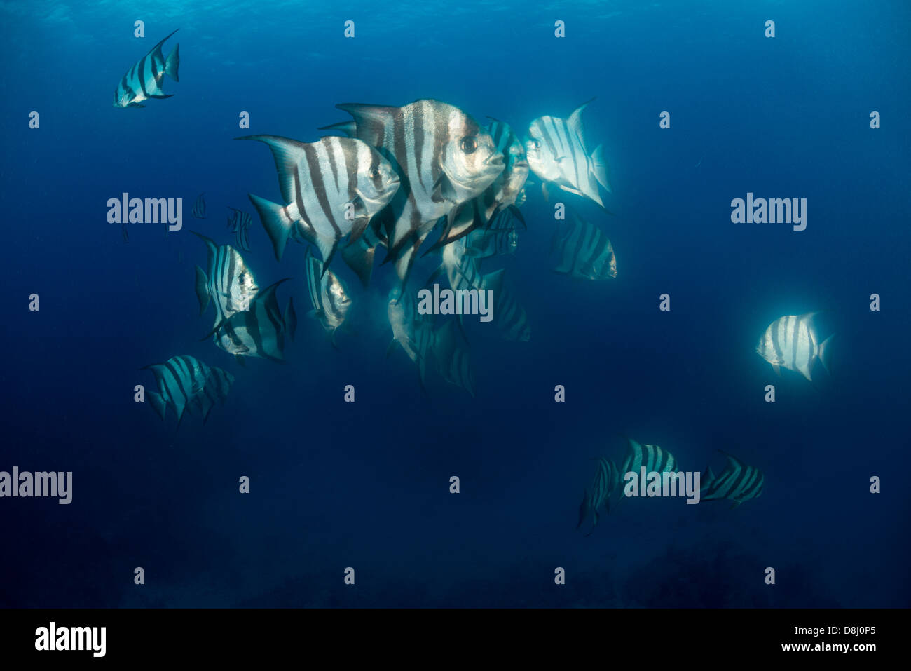 Atlantic Spadefish mating at dusk Stock Photo - Alamy