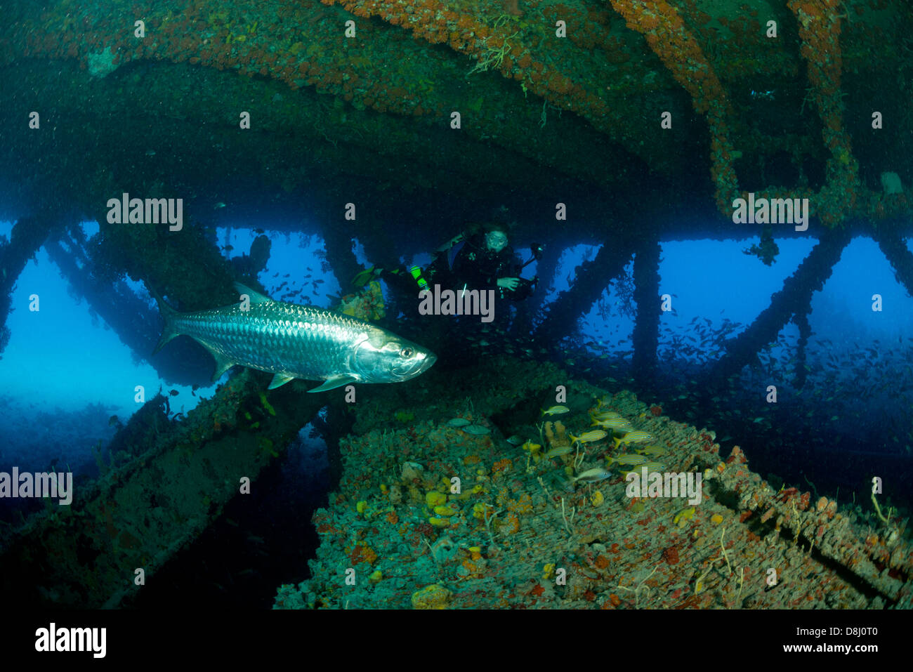 A scuba diver and a tarpon swim on the Tenneco Towers platform in Fort ...