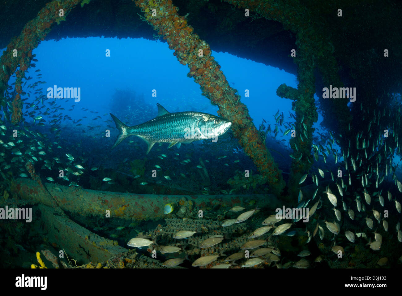 A tarpon swims in the structure of Tenneco Towers with a school of fish ...