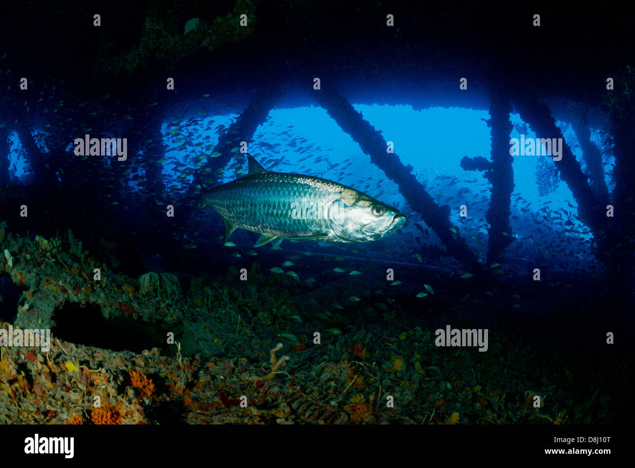 A tarpon swims on the structure of Tenneco Towers Stock Photo - Alamy