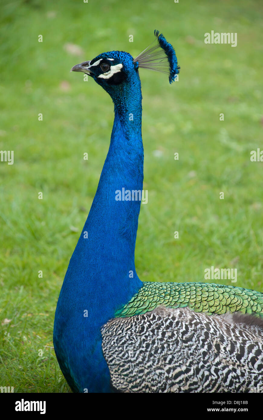 Peacock in the gardens hi-res stock photography and images - Alamy