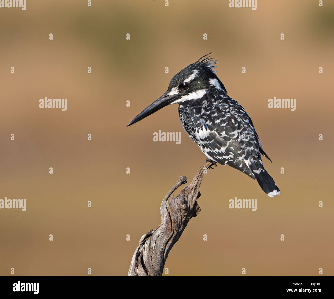 Kingfisher bird hunting hi-res stock photography and images - Alamy