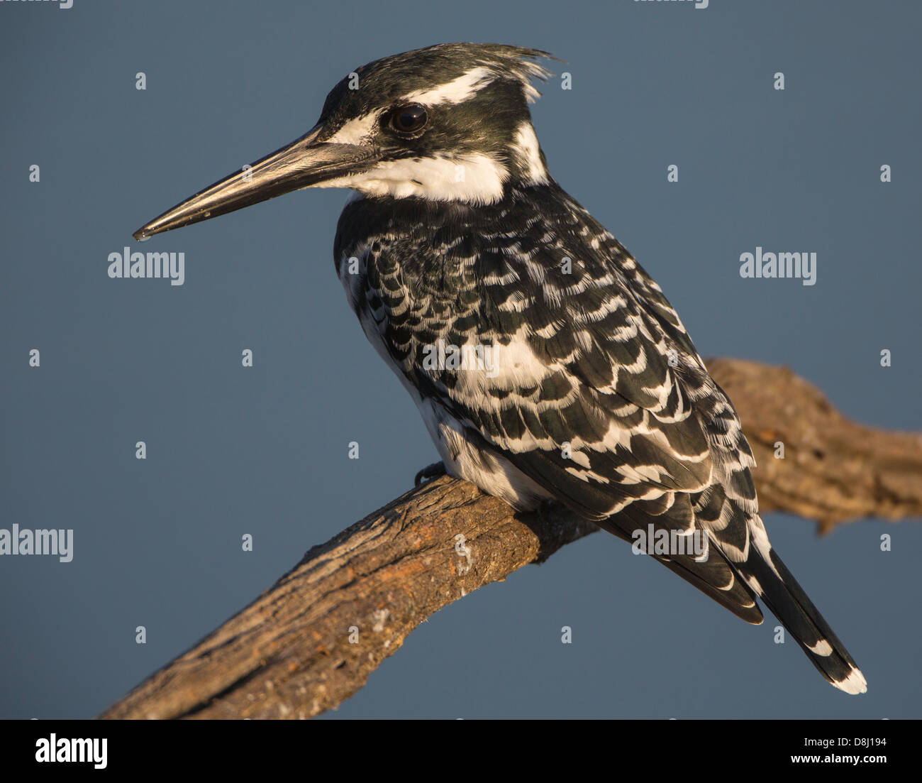 Kingfisher hunting hi-res stock photography and images - Alamy
