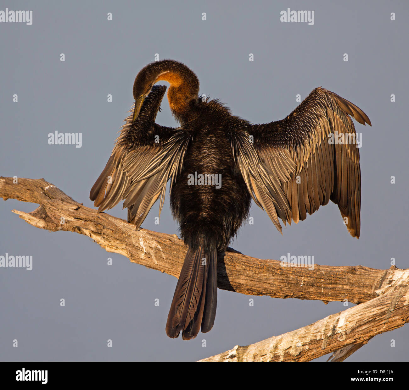 Bird feather grooming hi-res stock photography and images - Alamy