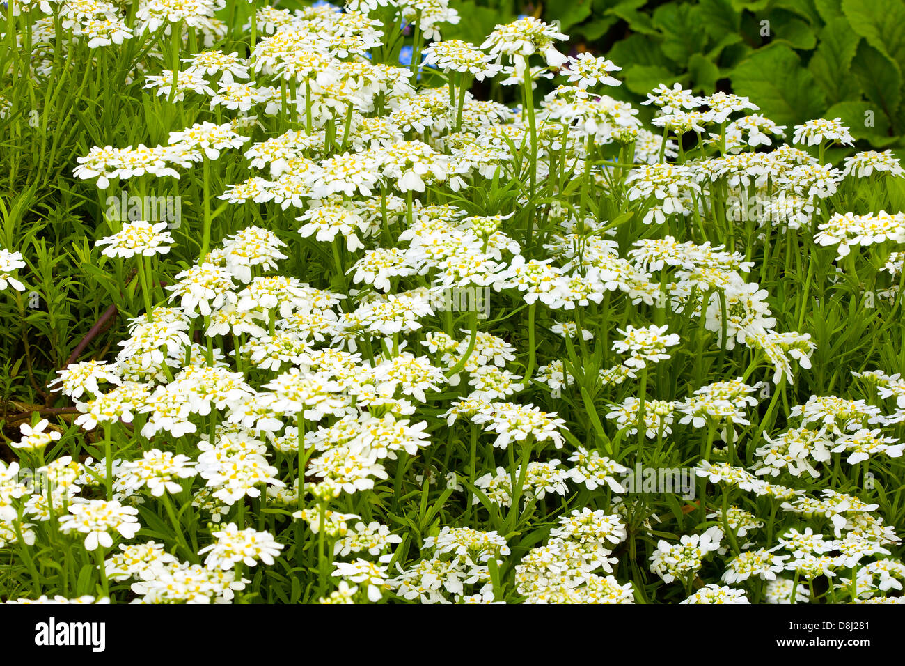 Evergreen candy tuft hi-res stock photography and images - Alamy