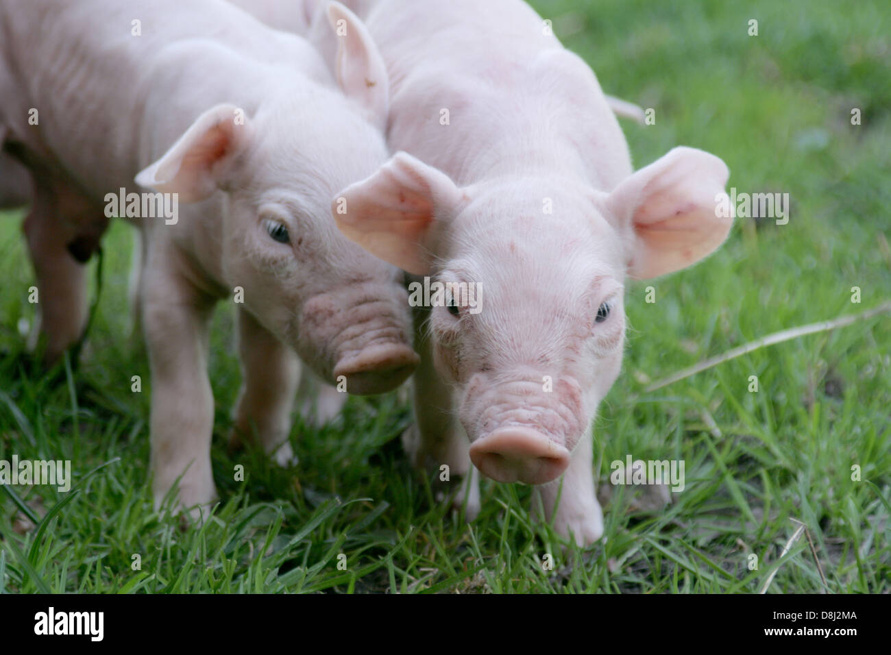 Piglets standing hi-res stock photography and images - Alamy