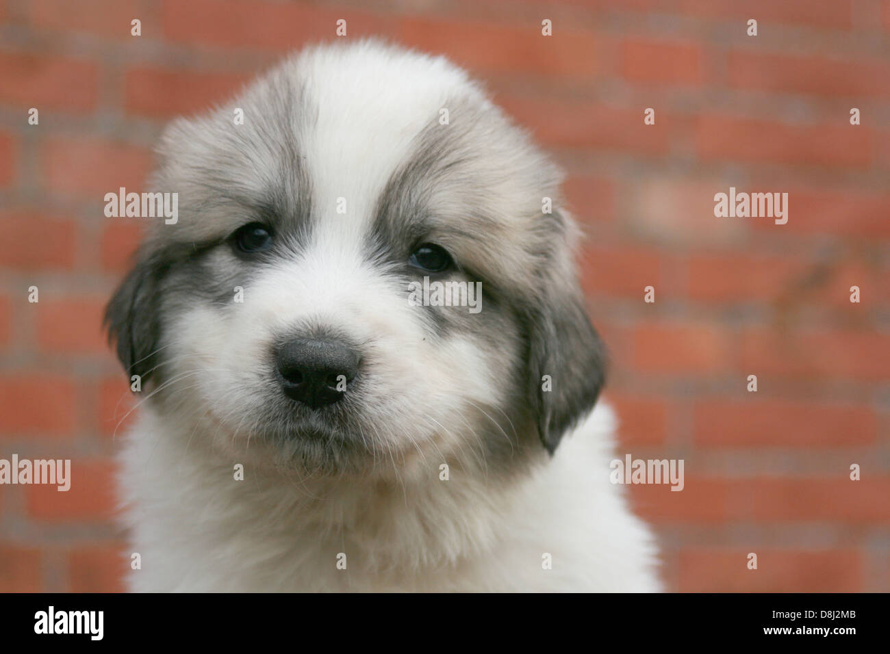 Pyrenean mountain dog portrait Stock Photo - Alamy