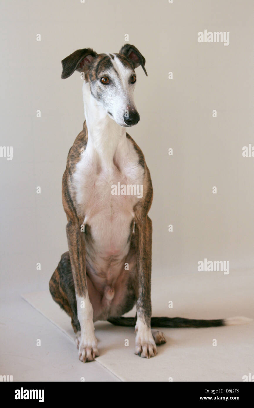 sitting Galgo Espanol Stock Photo - Alamy
