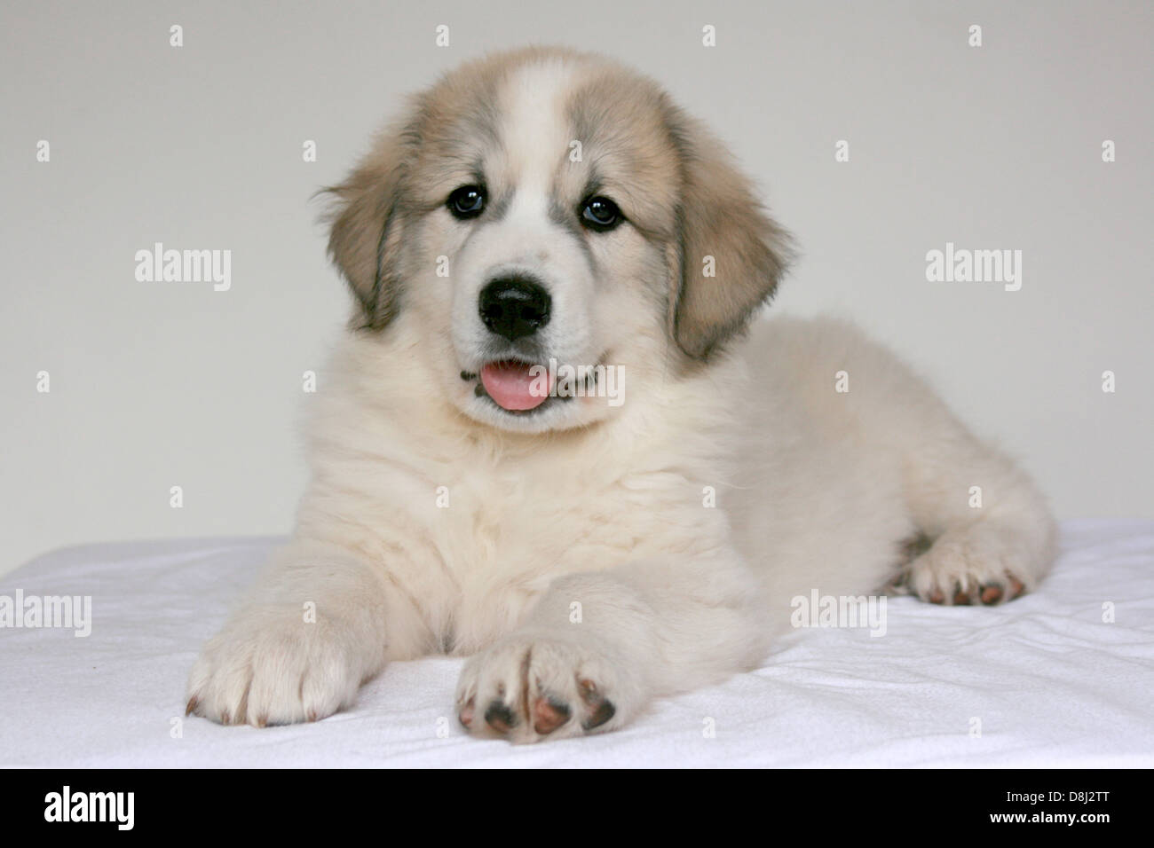 standing Pyrenean mountain dog puppy Stock Photo - Alamy