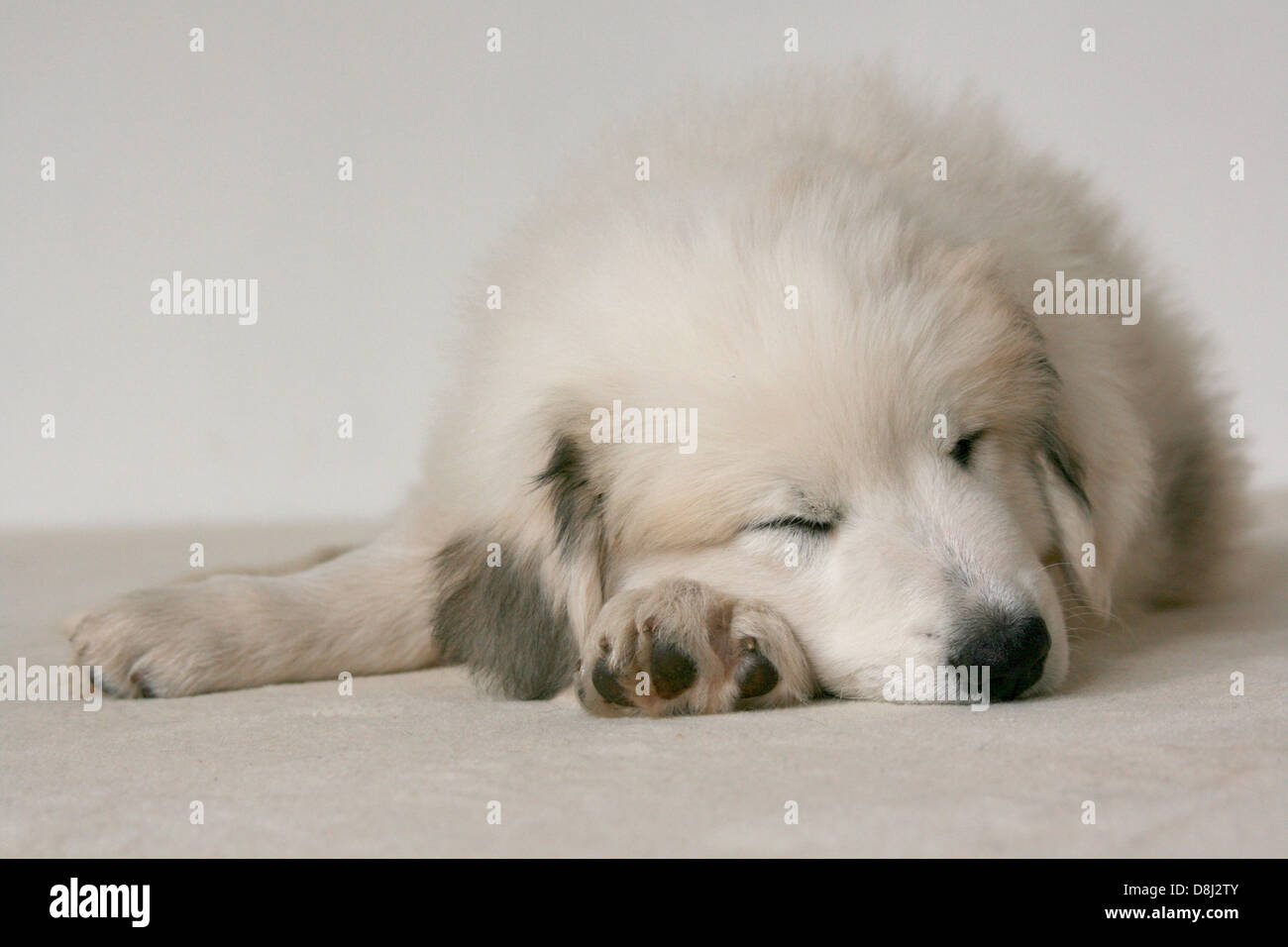 standing Pyrenean mountain dog puppy Stock Photo - Alamy
