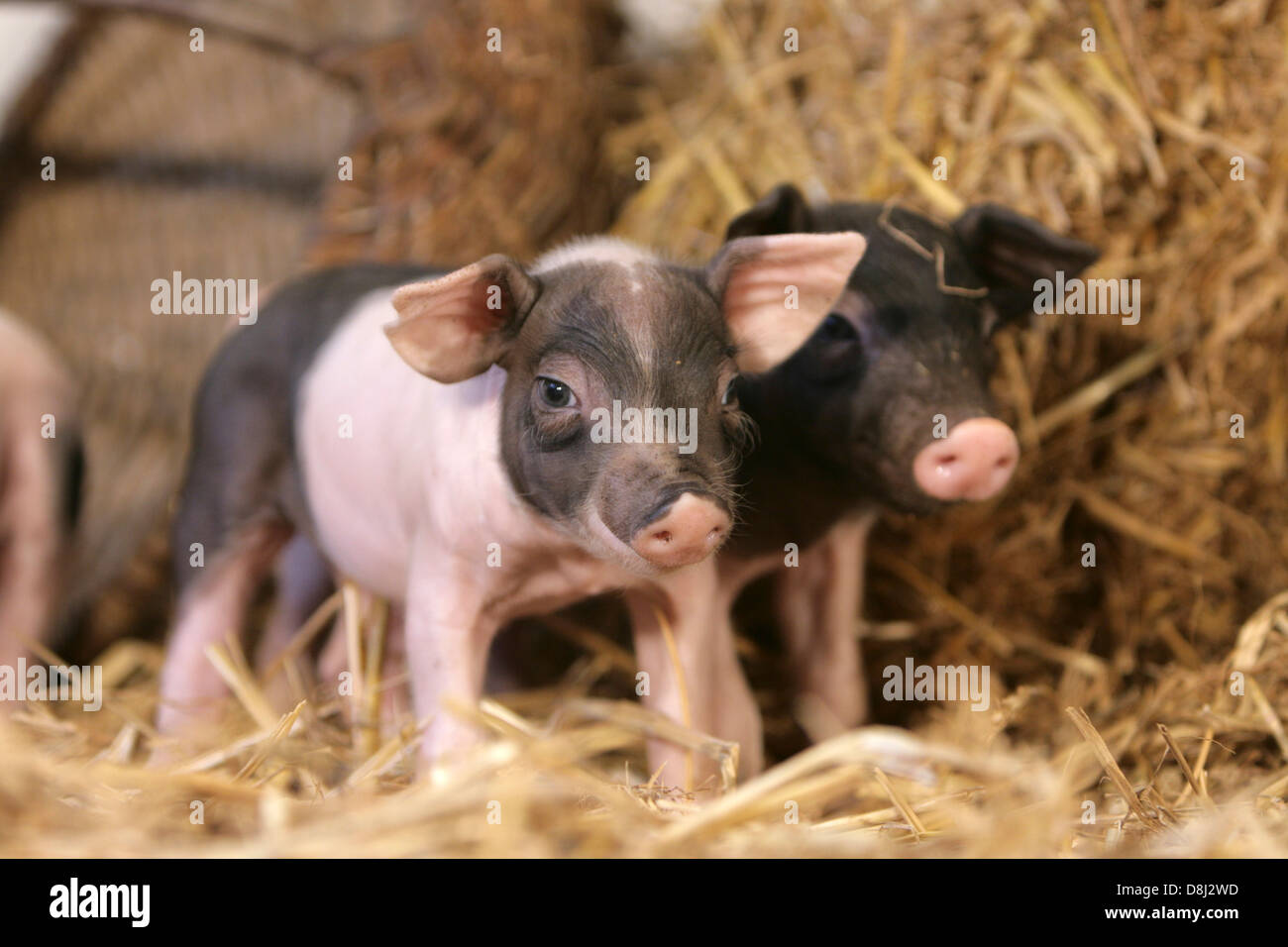 Piglet hi-res stock photography and images - Alamy