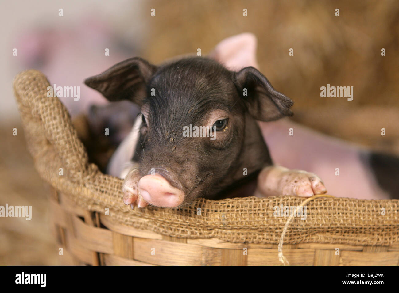 Pigs and piglet hi-res stock photography and images - Alamy