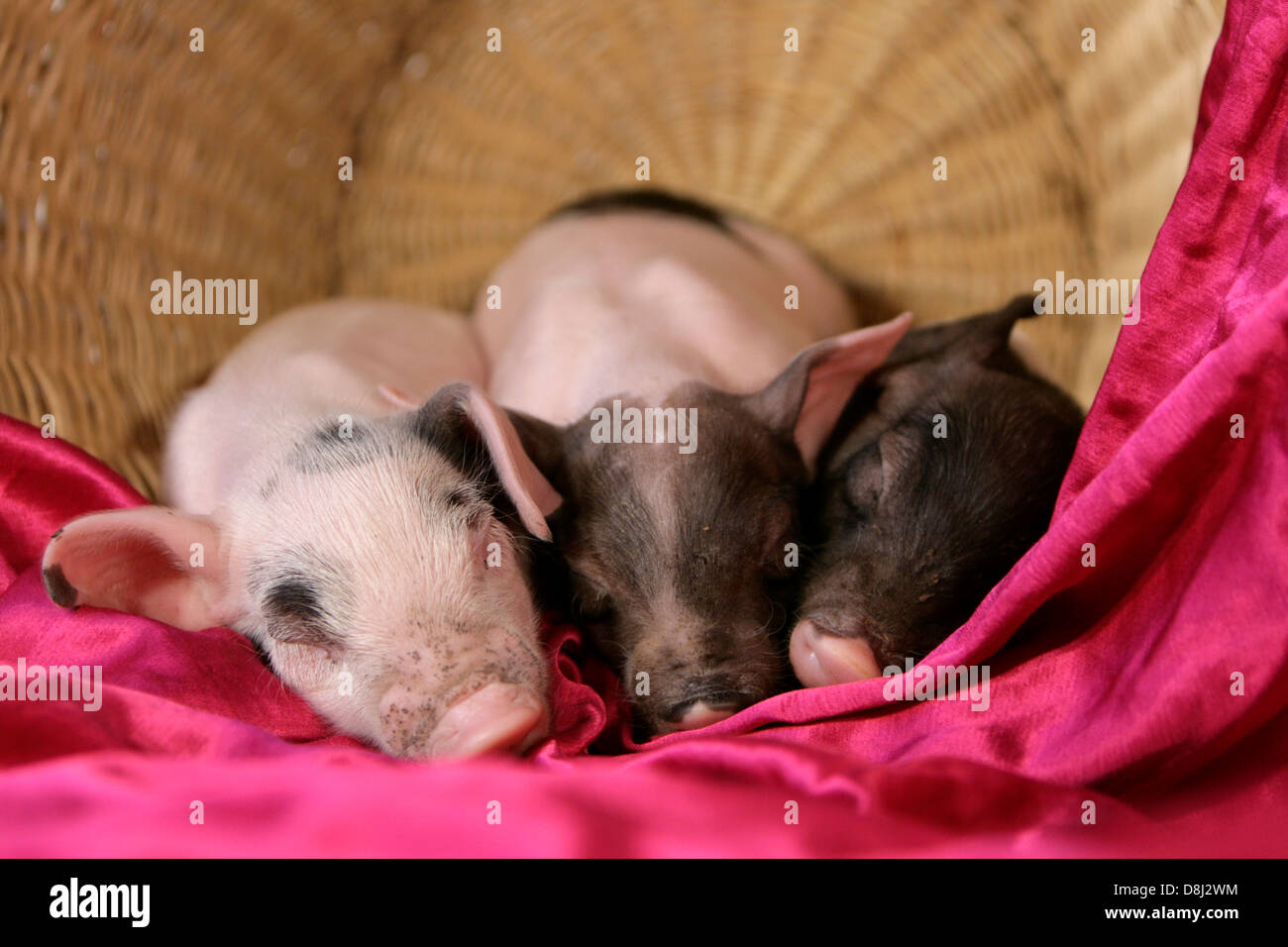 Piglet hi-res stock photography and images - Alamy