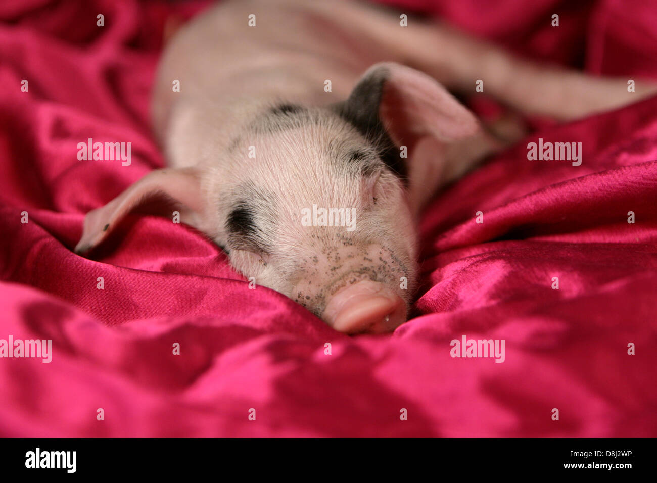 Piglets at rest hi-res stock photography and images - Alamy