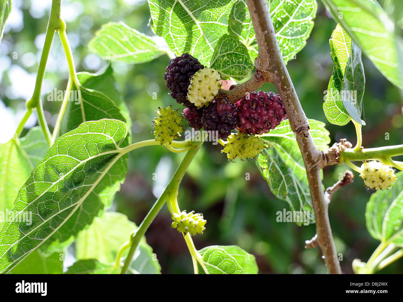 Branch of the mulberry tree with ripening fruits Stock Photo - Alamy