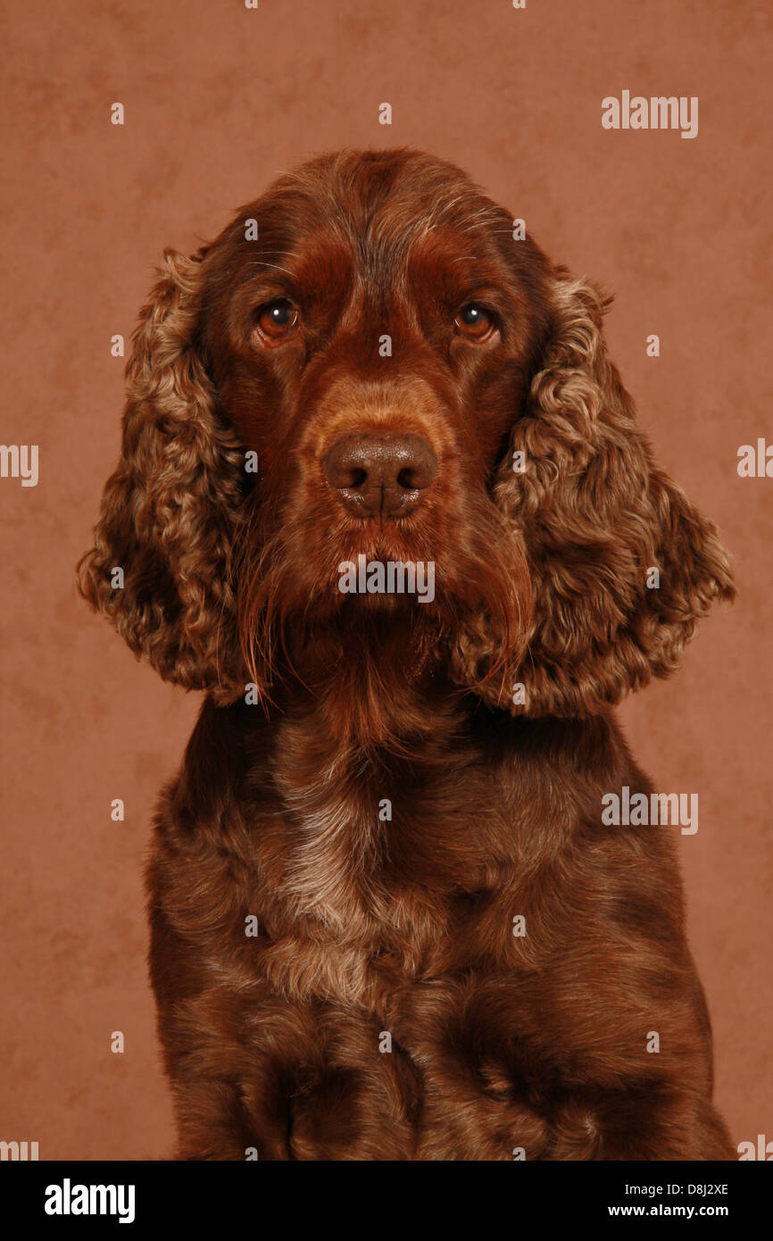 English cocker spaniel on hi-res stock photography and images - Alamy