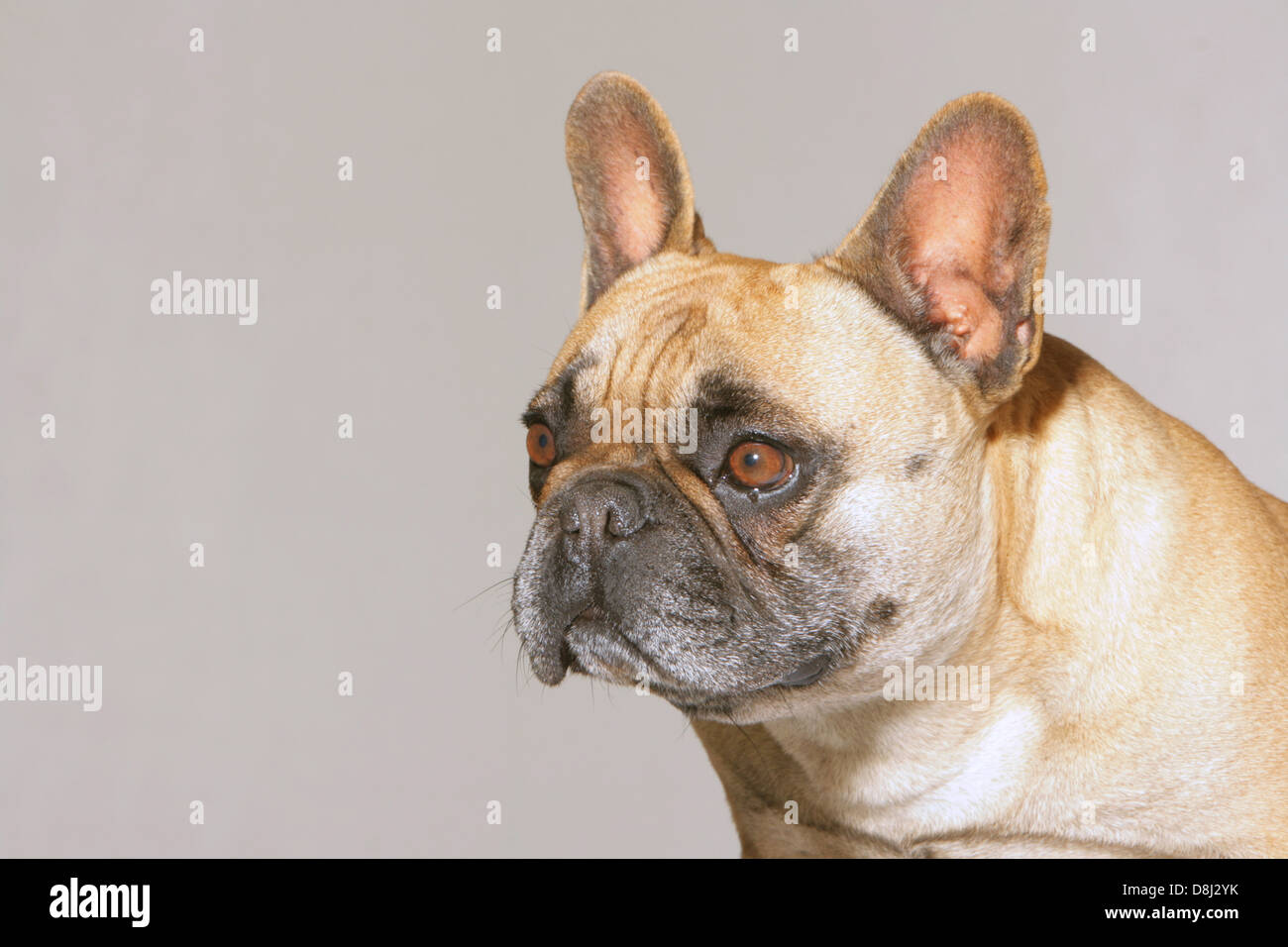 French Bulldog portrait Stock Photo - Alamy