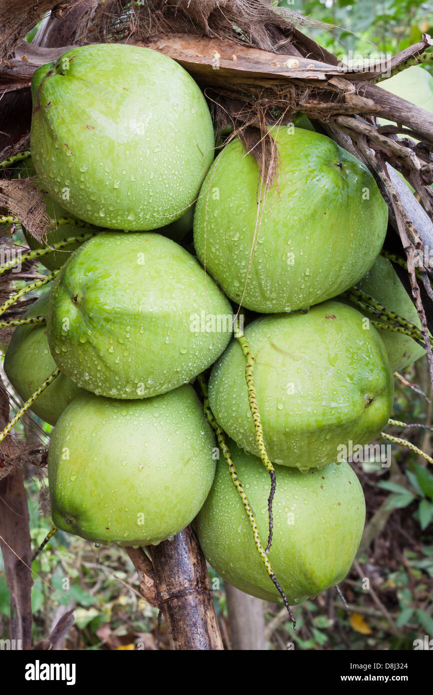 Coconut tree fruit hi-res stock photography and images - Alamy