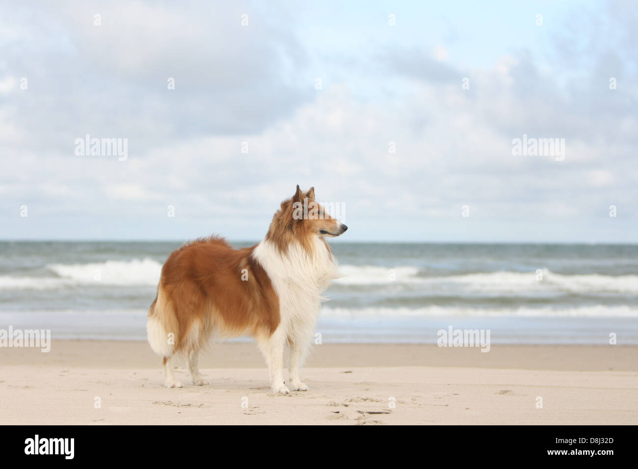 Rough and smooth collie hi-res stock photography and images - Alamy