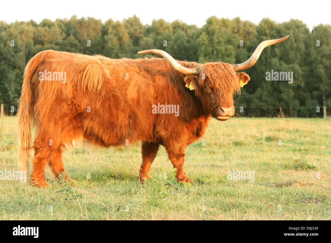 Solo highland cow hi-res stock photography and images - Alamy