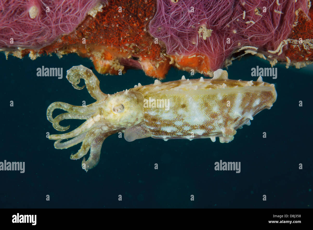 Sepia sp hi-res stock photography and images - Alamy