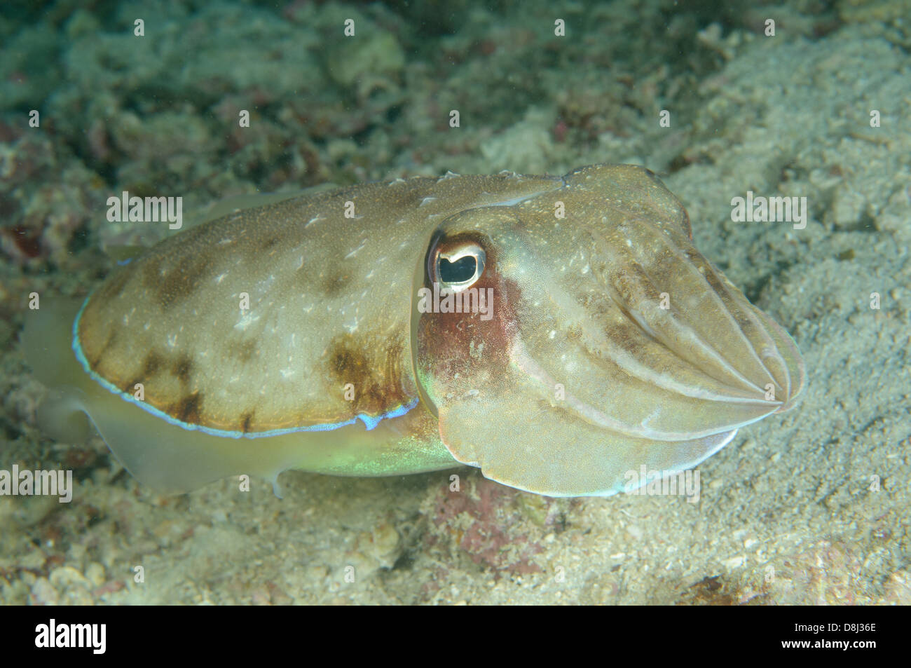 Sepia Sp High Resolution Stock Photography and Images - Alamy