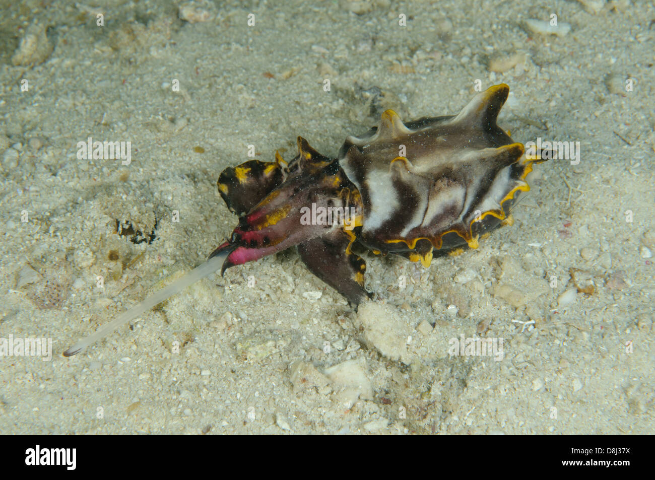 Flamboyant cuttlefish, Metasepia pfefferi, at Ken's Reef, Kapalai ...