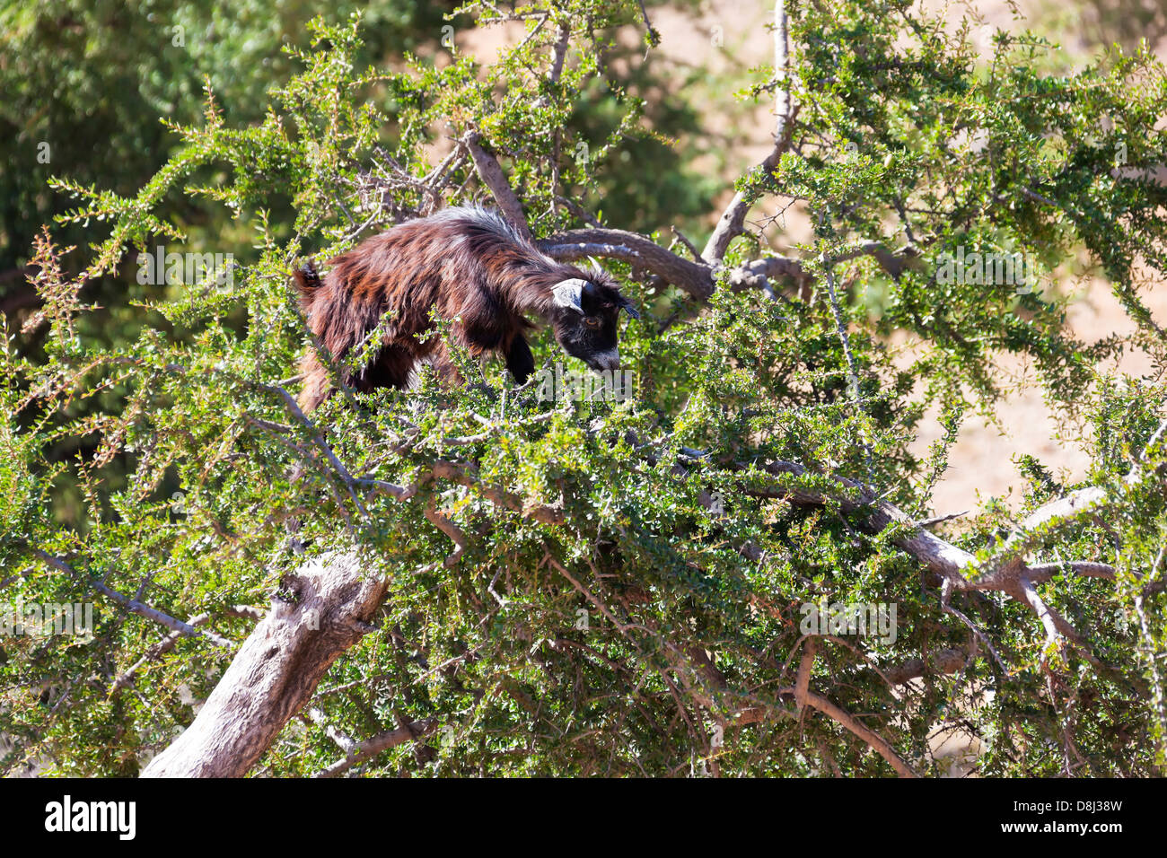 Goat tree hi-res stock photography and images - Alamy
