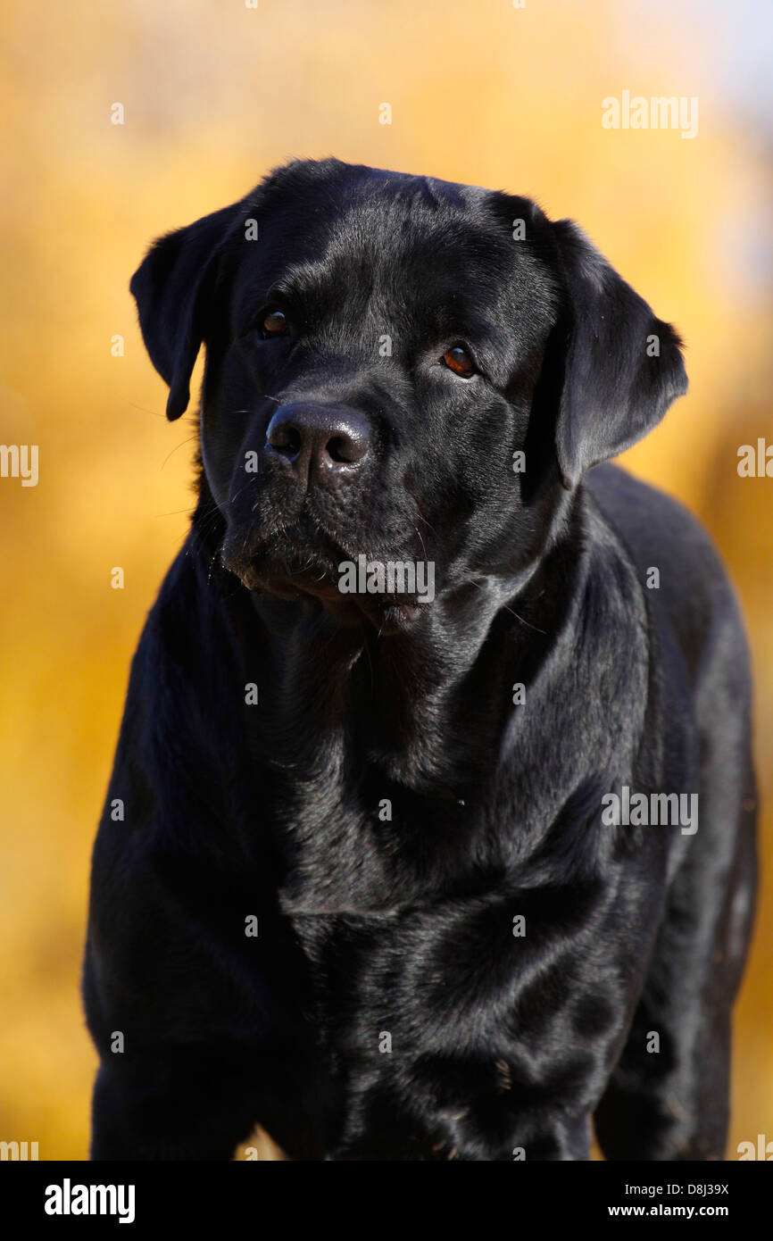 Labrador Retriever Portrait Stock Photo - Alamy