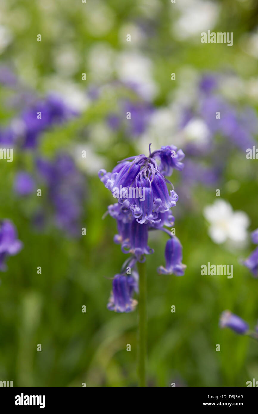 Bluebell plant in a wood Stock Photo - Alamy