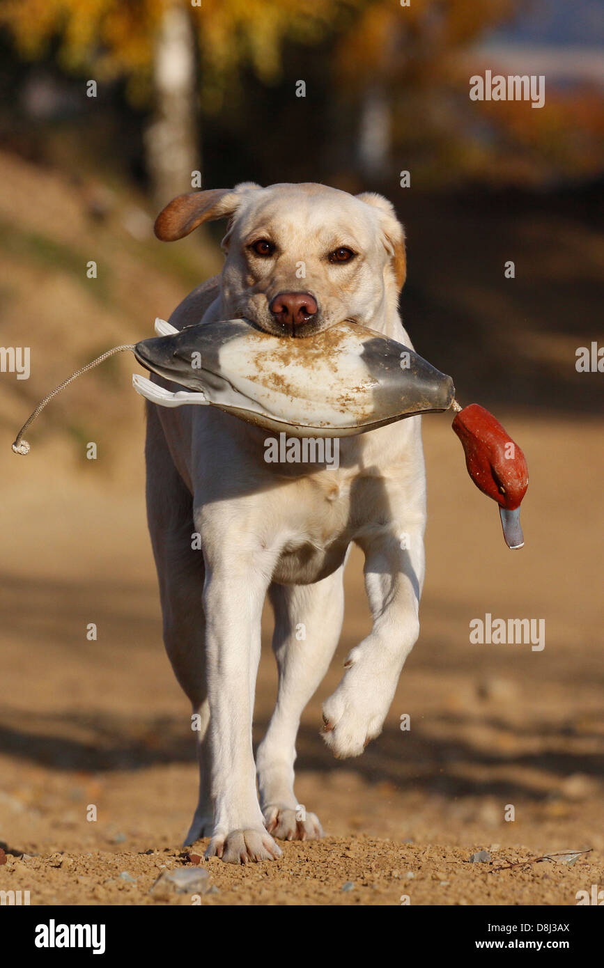 retrieving Labrador Retriever Stock Photo - Alamy