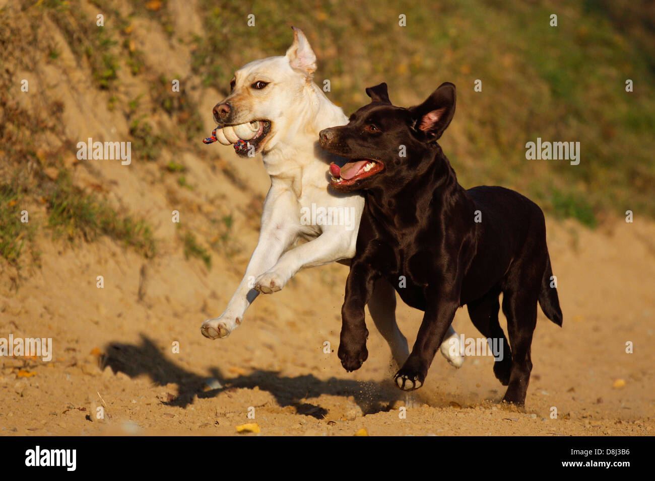 playing Labrador Retriever Stock Photo - Alamy