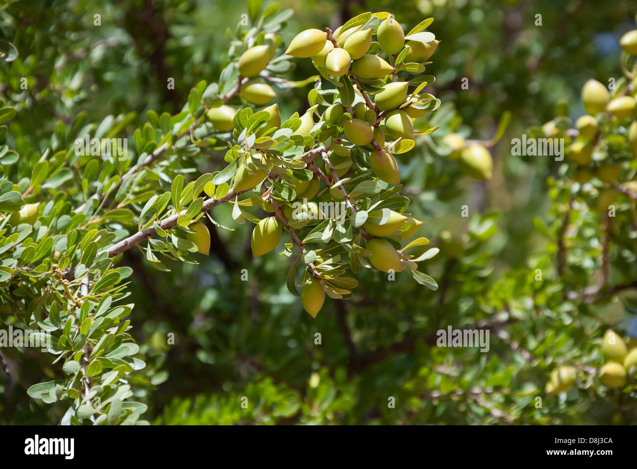 Argania hi-res stock photography and images - Alamy