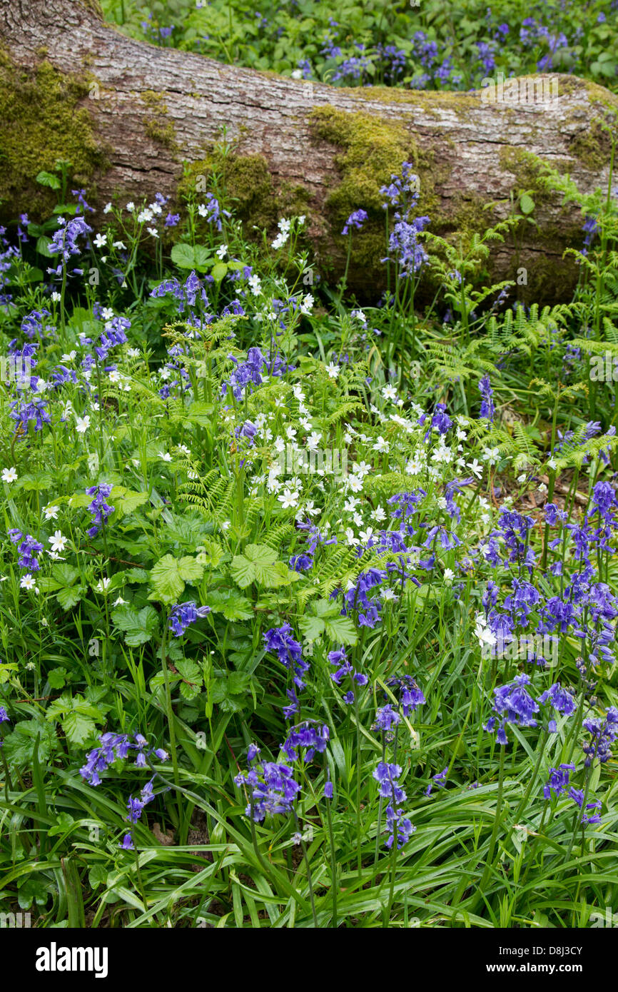 Fallen Oak tree with wildflowers Stock Photo - Alamy