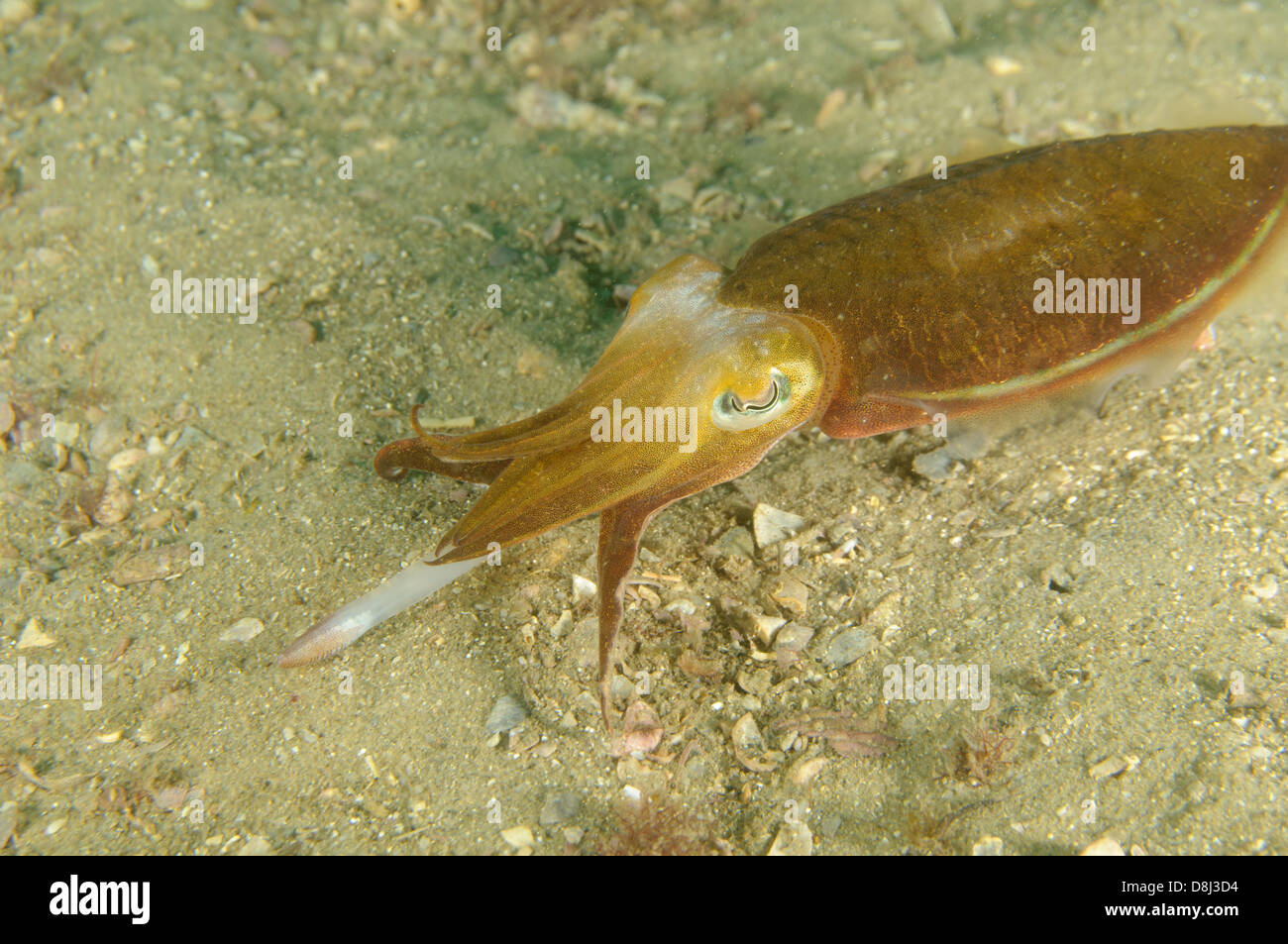 Hunting mourning cuttlefish, Sepia plangon, at Camp Cove, Watsons Bay ...