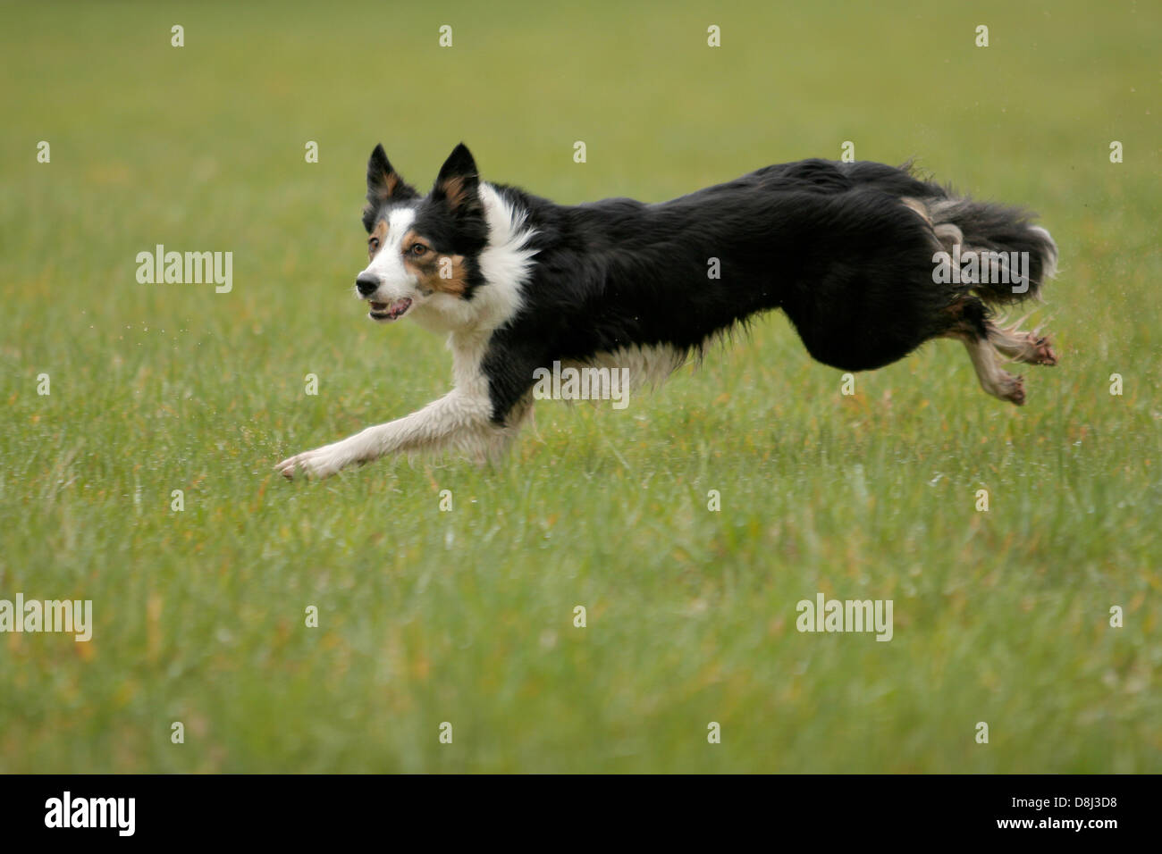 running Border Collie Stock Photo - Alamy
