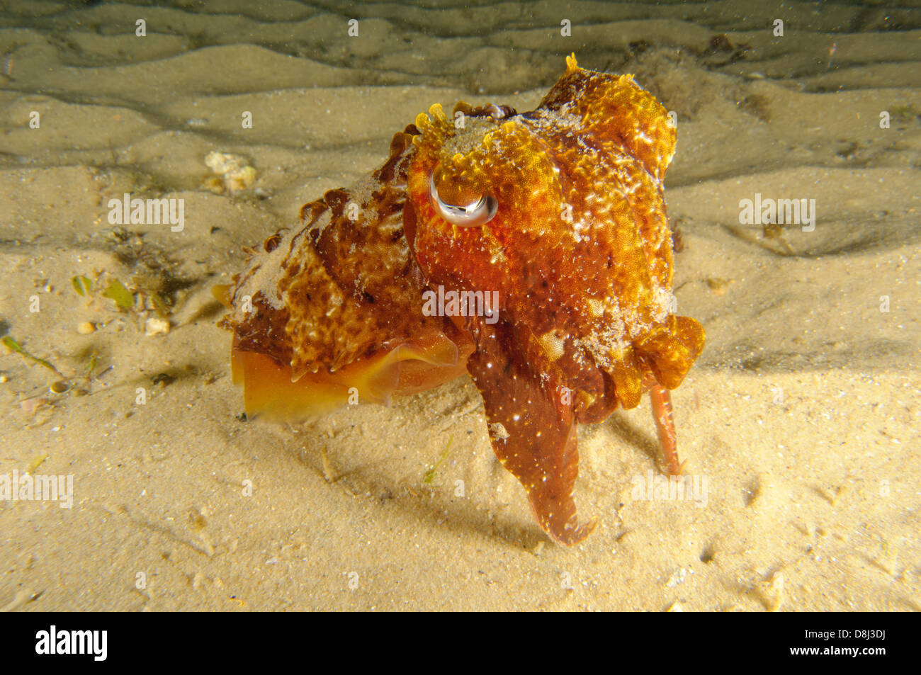 Juvenile, giant Cuttlefish, Sepia apama, at Camp Cove, Watsons Bay New ...