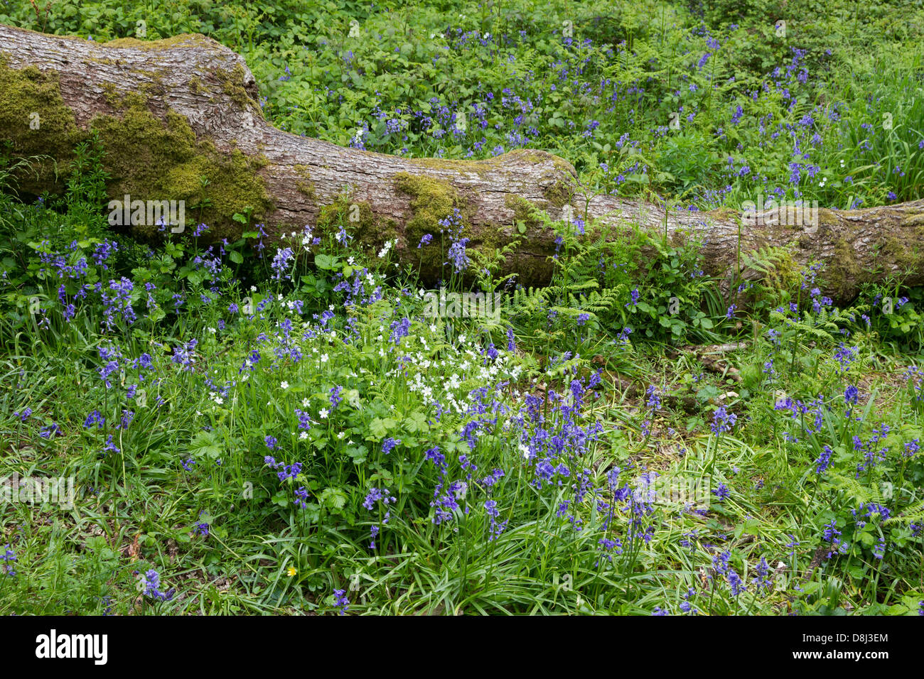 A Fallen Oak tree with wild flowers Stock Photo - Alamy